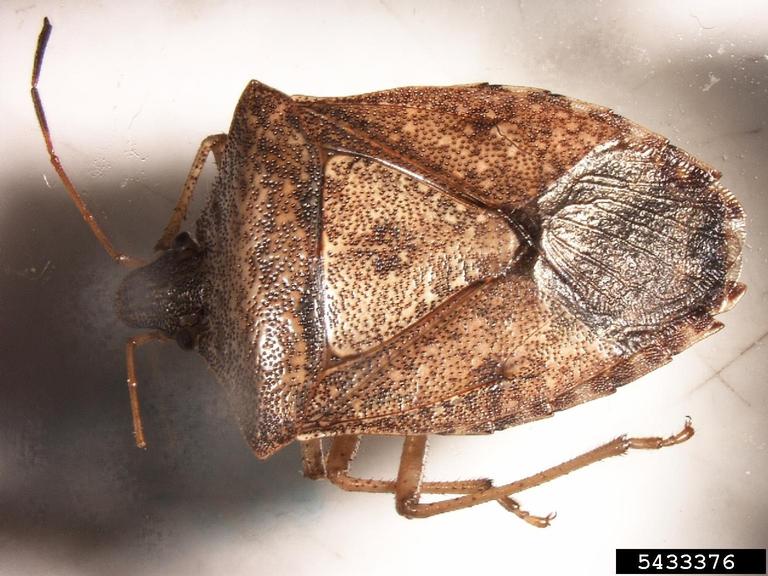 stink bugs (Genus Euschistus)