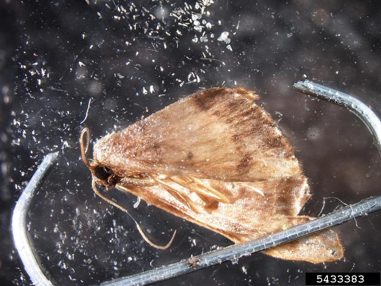 Geometrid moths, spanworms, loopers, inchworms (Family Geometridae)