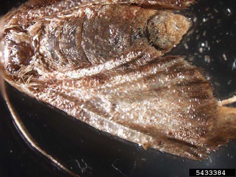 Geometrid moths, spanworms, loopers, inchworms (Family Geometridae)