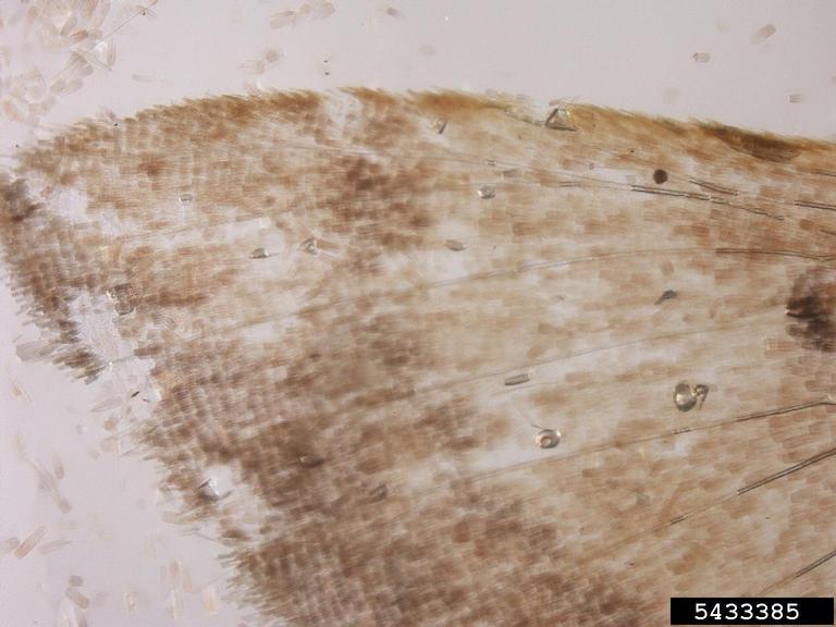 Geometrid moths, spanworms, loopers, inchworms (Family Geometridae)