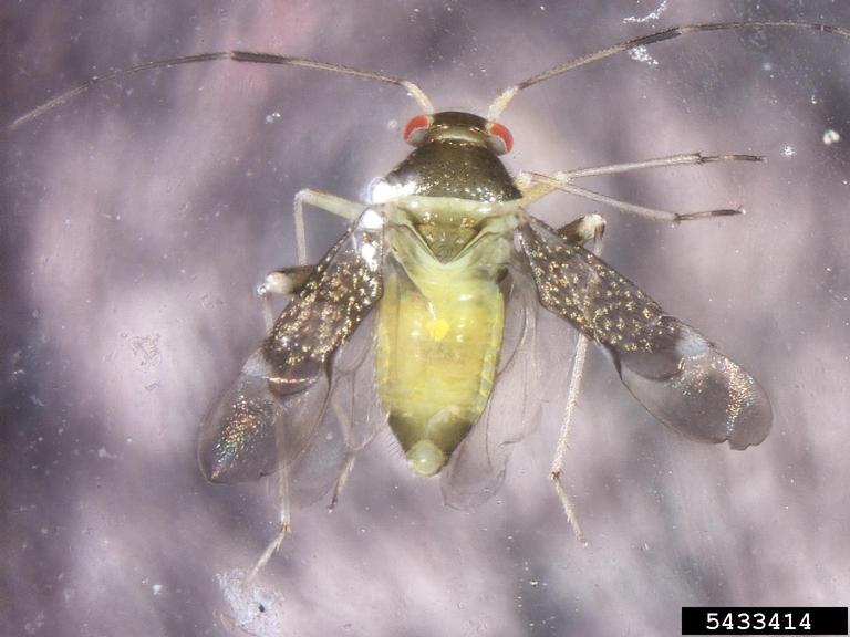 garden fleahopper (Halticus bractatus)