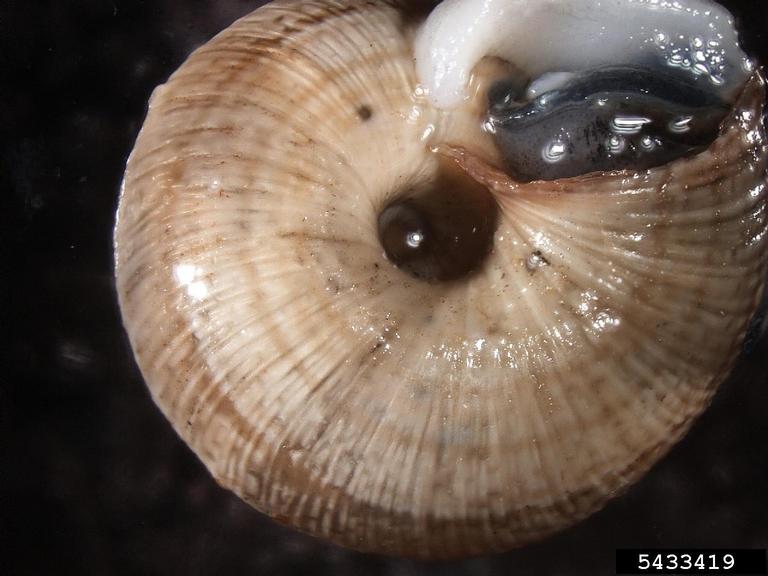 snails (Subfamily Helicellinae Ihering, 1909)