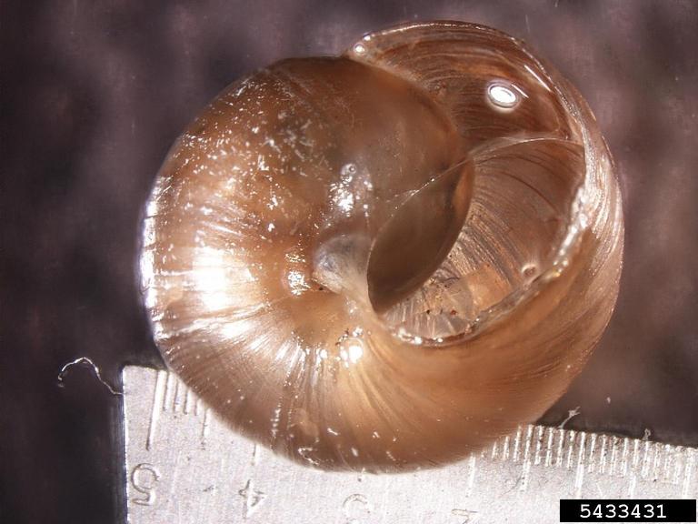 snail (Genus Helix)