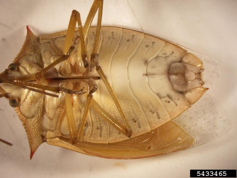 stink bug (Loxa flavicollis (Drury, 1773))