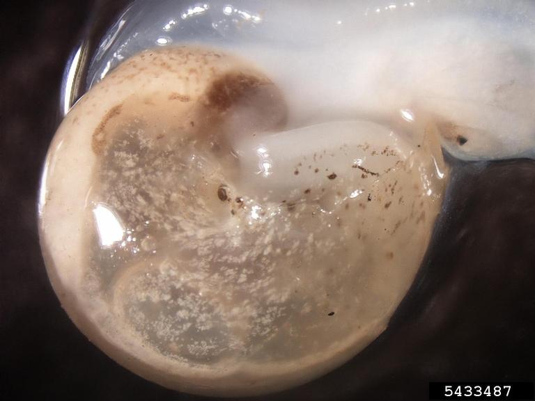 Hygromiid snail (Monacha syriaca Ehrenberg, 1831)