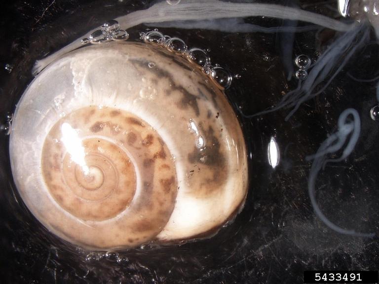 Hygromiid snail (Monacha syriaca)