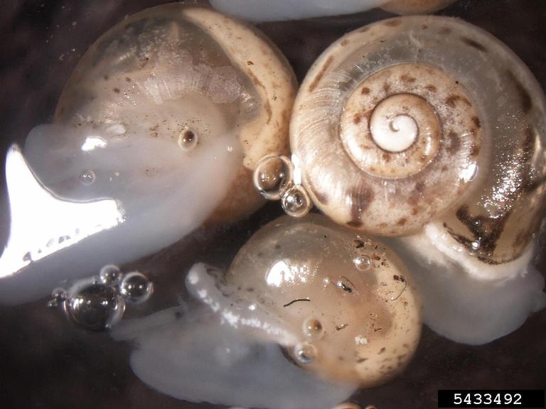 Hygromiid snail (Monacha syriaca)