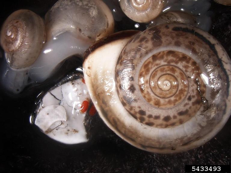 Hygromiid snail, Monacha syriaca (Stylommatophora: Hygromiidae) - 5433493