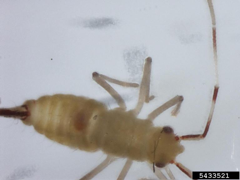 plant bugs (Family Miridae)