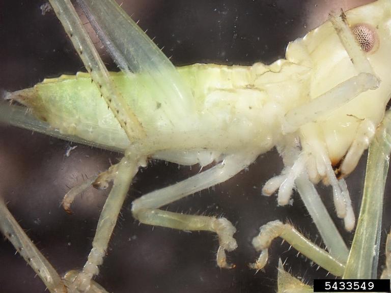 conehead (Genus Neoconocephalus Karny 1907)