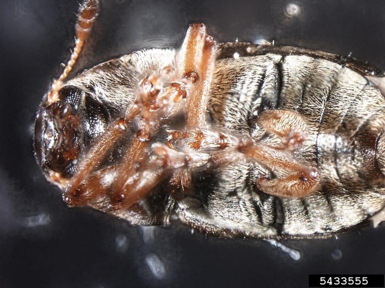fungus weevils (Genus Euparius Schoenherr, 1823)