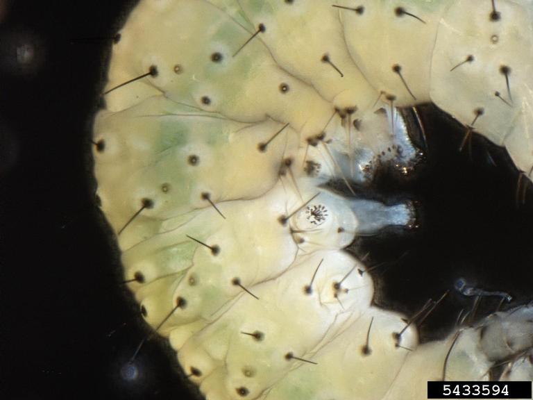diamondback moth (Plutella xylostella)