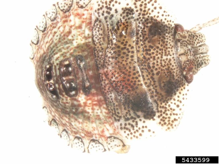 stink bugs (Family Pentatomidae) (Family Pentatomidae)