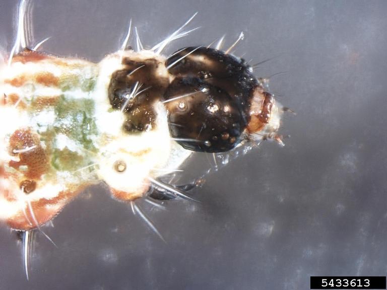 plume moths (Family Pterophoridae)