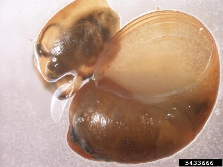 amber snail (Succinea tenella)