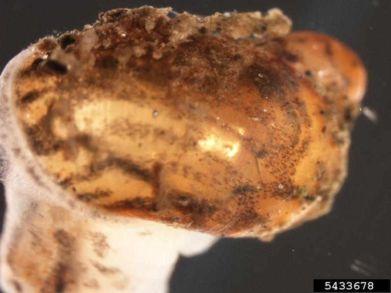 amber snails (Genus Succinea)