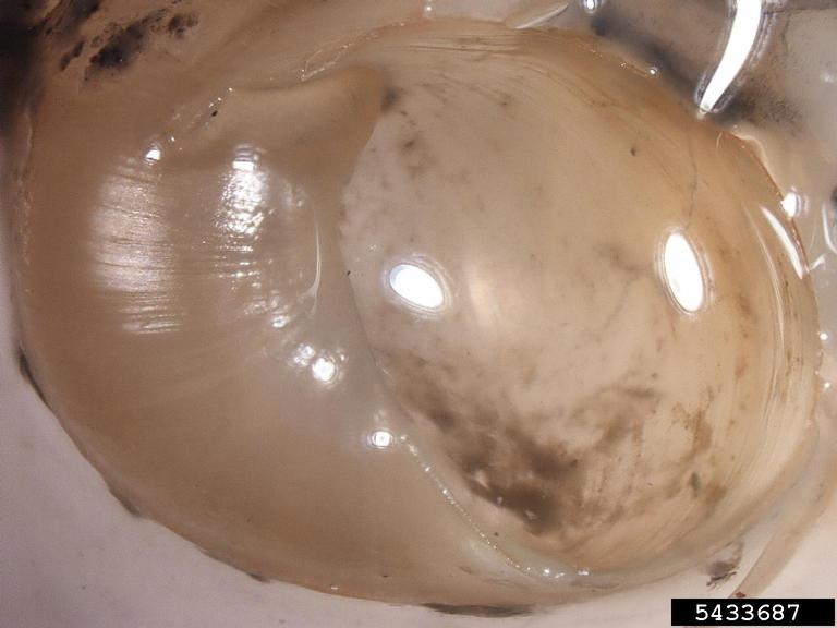 amber snails (Genus Succinea)