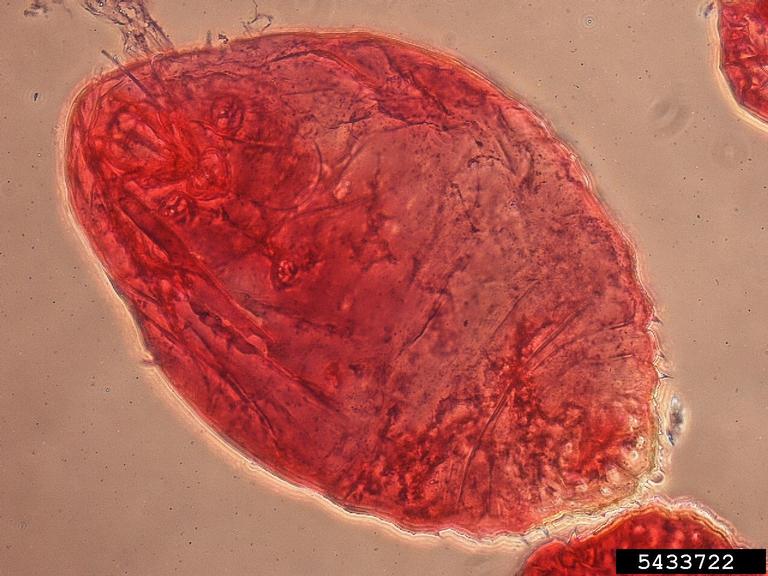 scale (Genus Thysanofiorinia) on longan (Dimocarpus longan ) - 5433722
