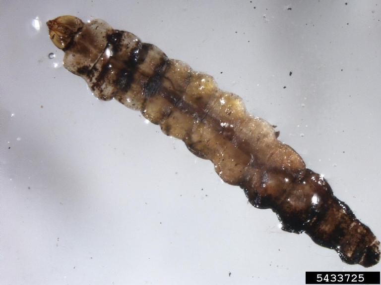 Tischerid moths (Family Tischeriidae)