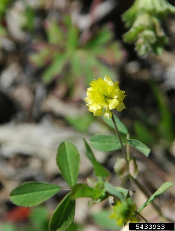 large hop clover (Trifolium campestre Schreb.)