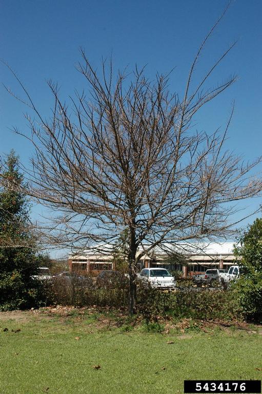 winged elm (Ulmus alata Michx.)