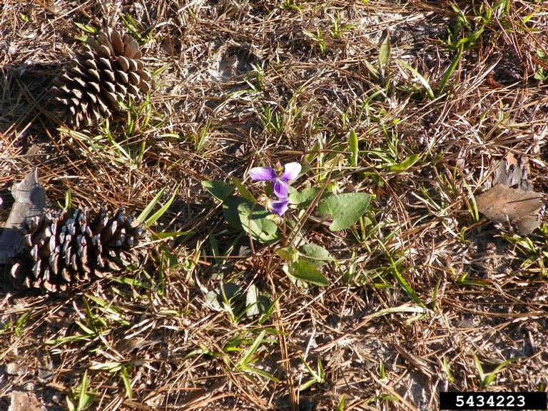 early blue violet (Viola palmata L.)