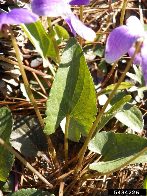 early blue violet (Viola palmata L.)
