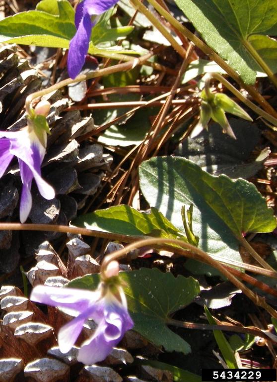 early blue violet (Viola palmata L.)