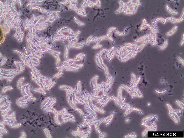 walnut anthracnose (Ophiognomonia leptostyla (Fr.) Sogonov)