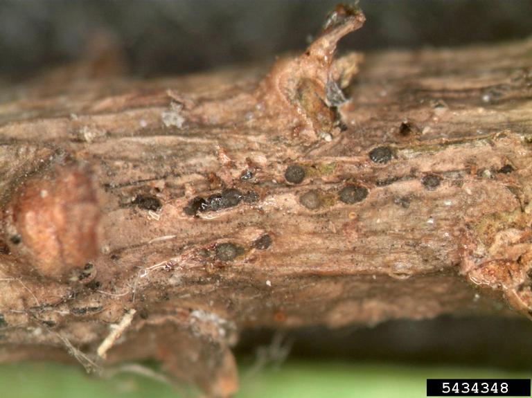 Diplodia sapinea De Not.