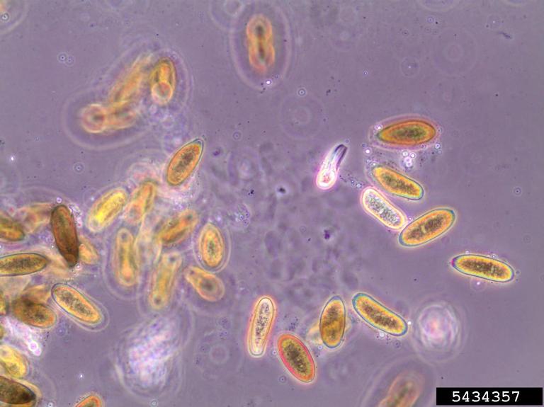 Diplodia blight (Sphaeropsis sapinea)