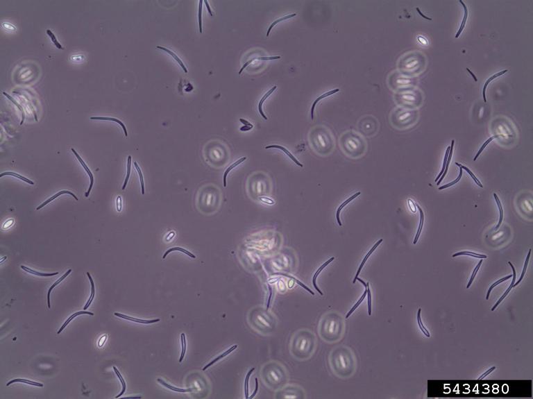 Phomopsis cankers and twig blights (Genus Phomopsis)
