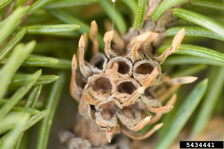 adelgid (Adelges viridis (Ratzeburg, 1843))