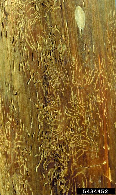 small spruce bark beetle (Polygraphus poligraphus (Linnaeus, 1758))