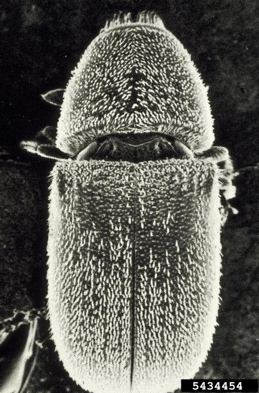 small spruce bark beetle (Polygraphus poligraphus (Linnaeus, 1758))