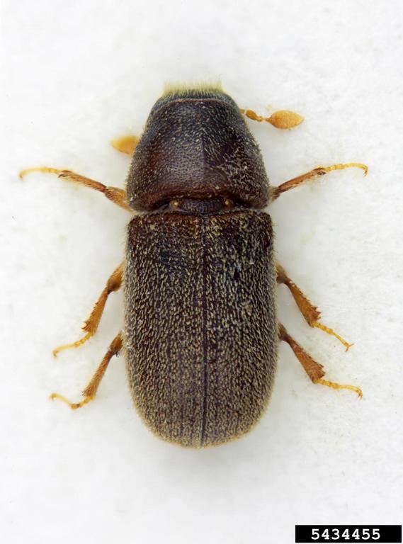 small spruce bark beetle (Polygraphus poligraphus)