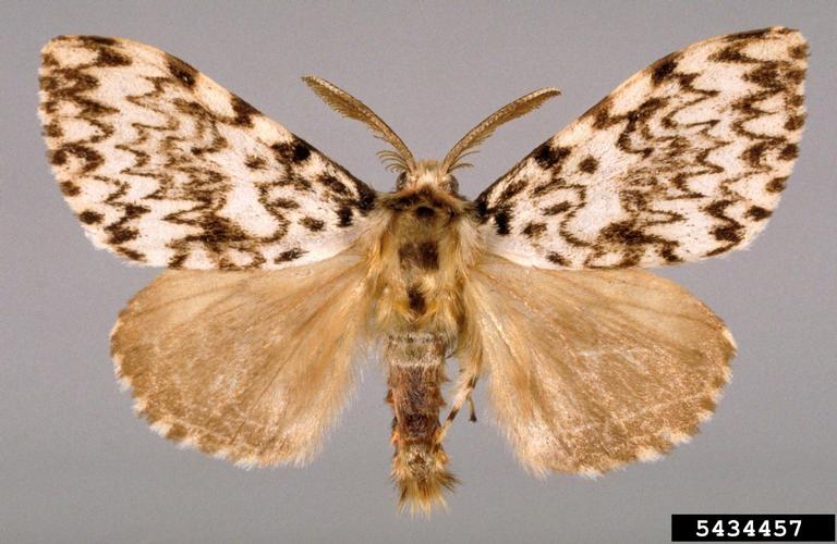 nun moth (Lymantria monacha (Linnaeus))
