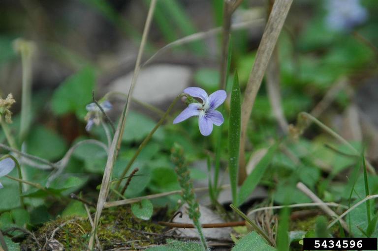 common blue violet (Viola sororia Willd.)