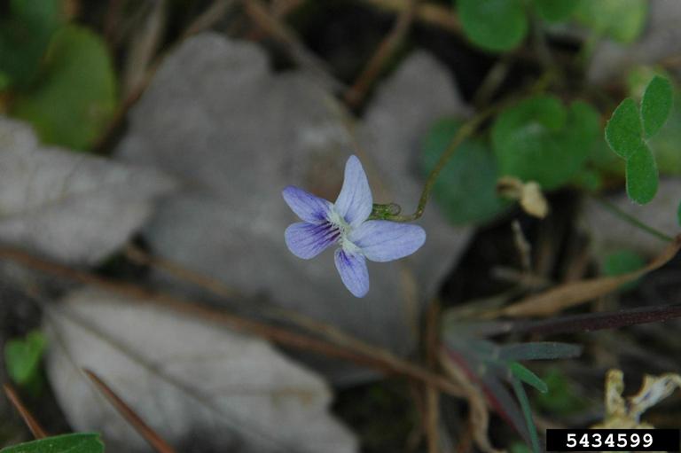 common blue violet (Viola sororia Willd.)