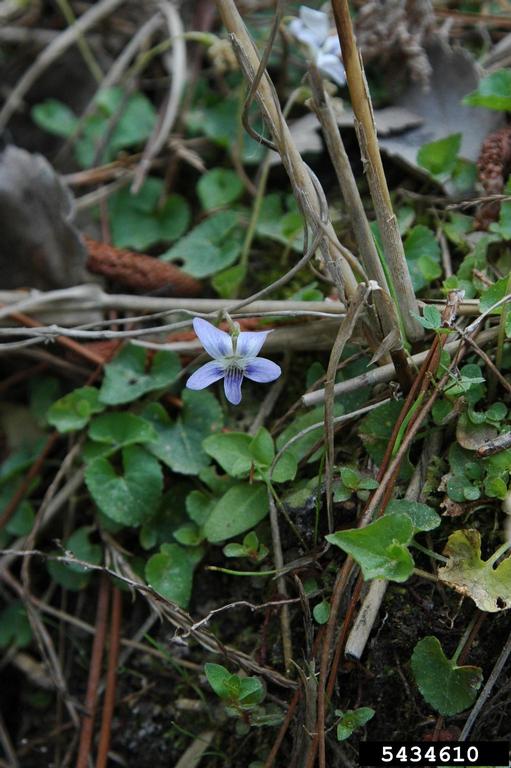 common blue violet (Viola sororia)