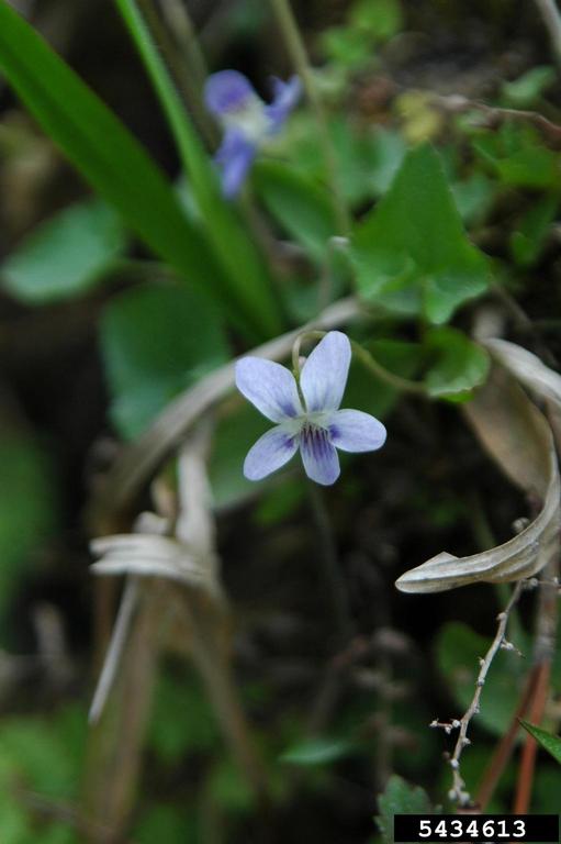 common blue violet (Viola sororia Willd.)