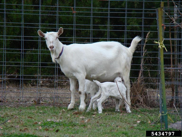 goat (domestic) (Capra hircus (domestic type) Linnaeus)