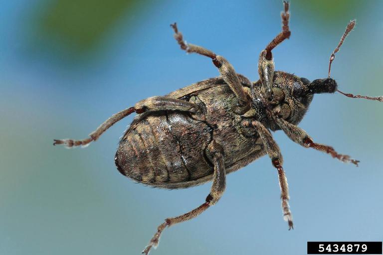 alfalfa weevil (Hypera postica (Gyllenhal, 1813))