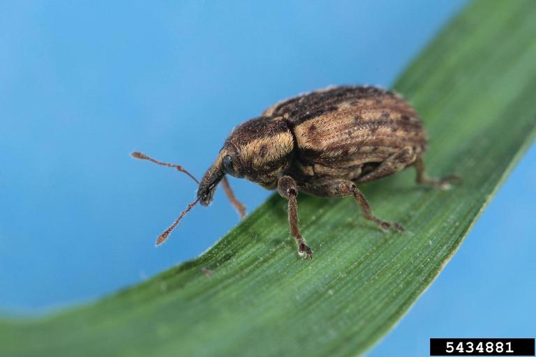 alfalfa weevil (Hypera postica (Gyllenhal, 1813))