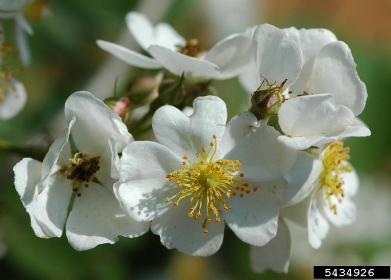 multiflora rose (Rosa multiflora Thunb.)
