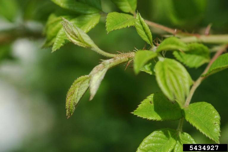 multiflora rose (Rosa multiflora Thunb.)