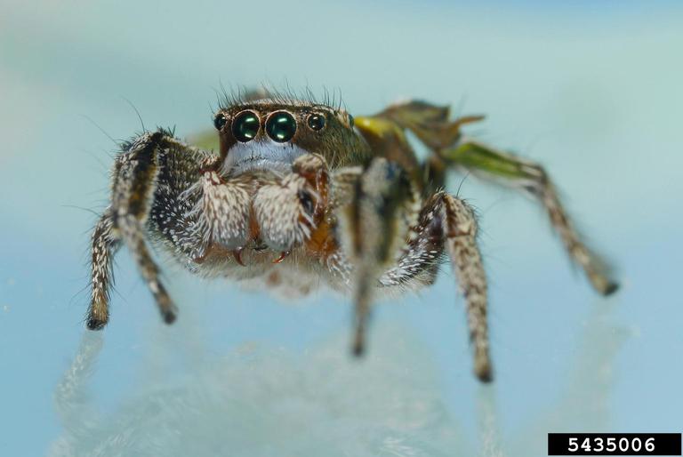 jumping spider (Genus Habronattus)