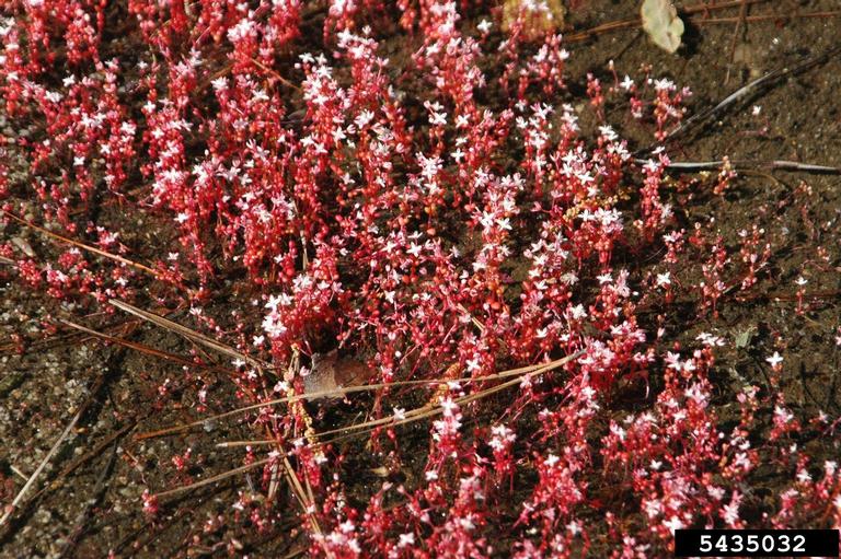 elf orpine (Diamorpha smallii Britt. ex Small)