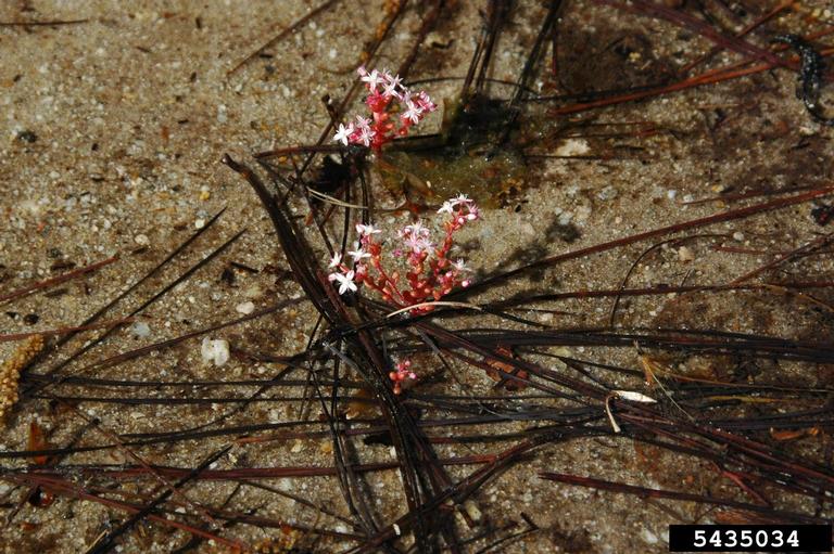 elf orpine (Diamorpha smallii Britt. ex Small)