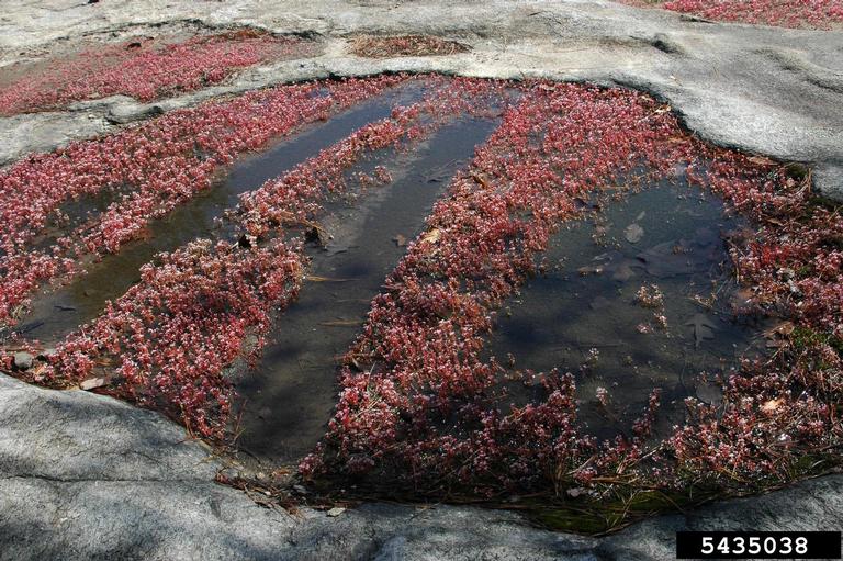 elf orpine (Diamorpha smallii Britt. ex Small)